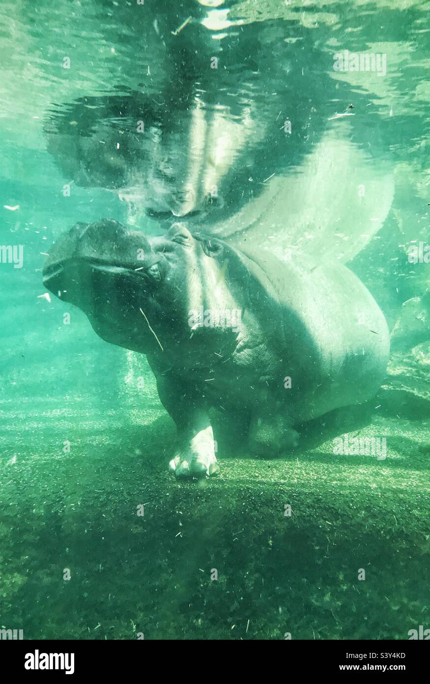 Happy hippo hi-res stock photography and images - Alamy