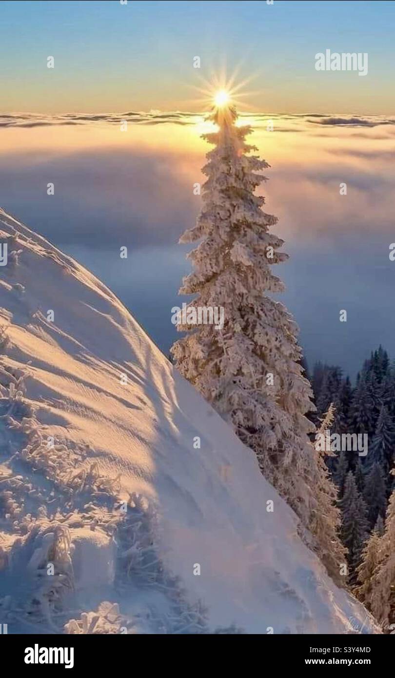 Fir tree top hi-res stock photography and images - Alamy