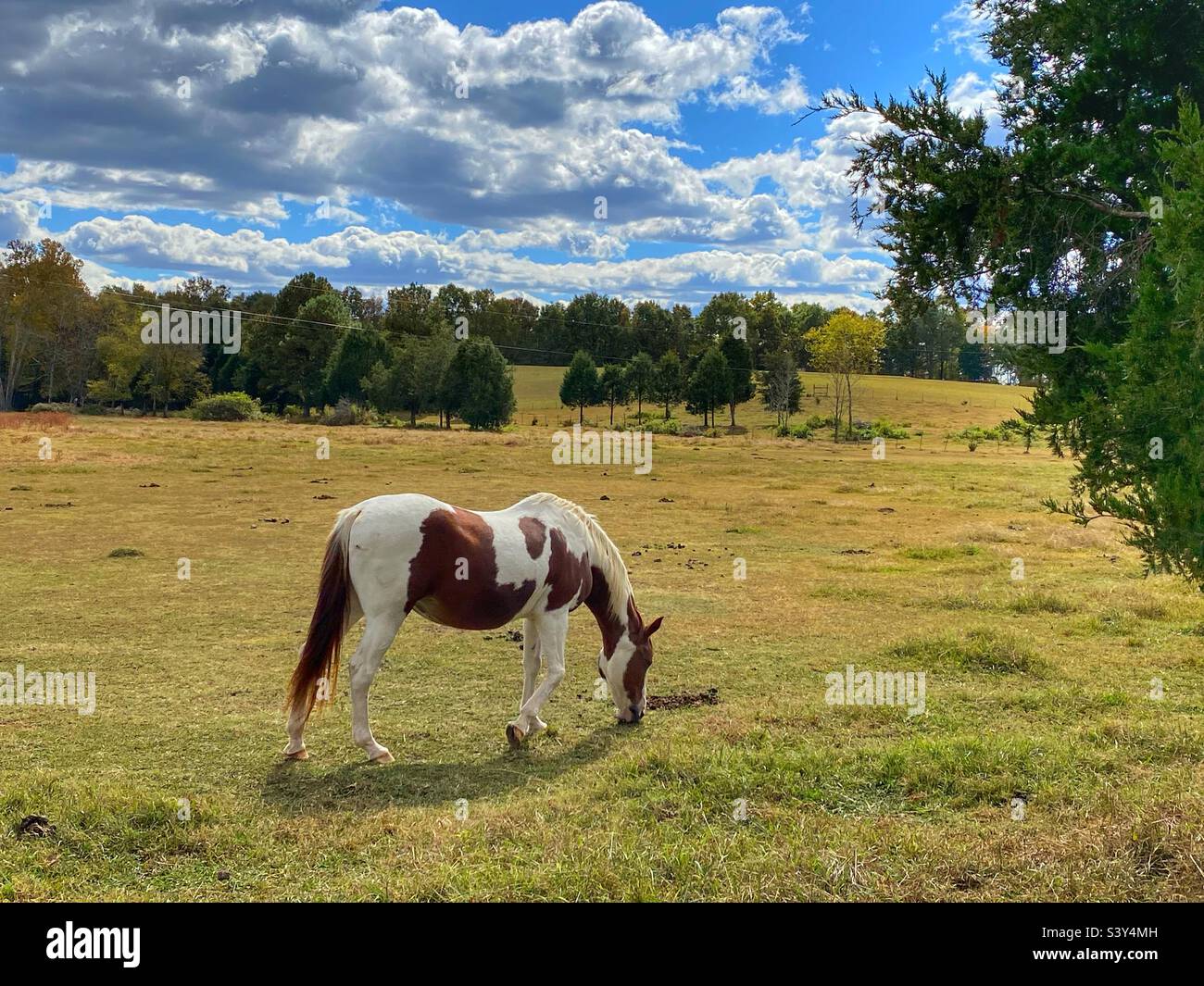 Painted pony hi-res stock photography and images - Alamy
