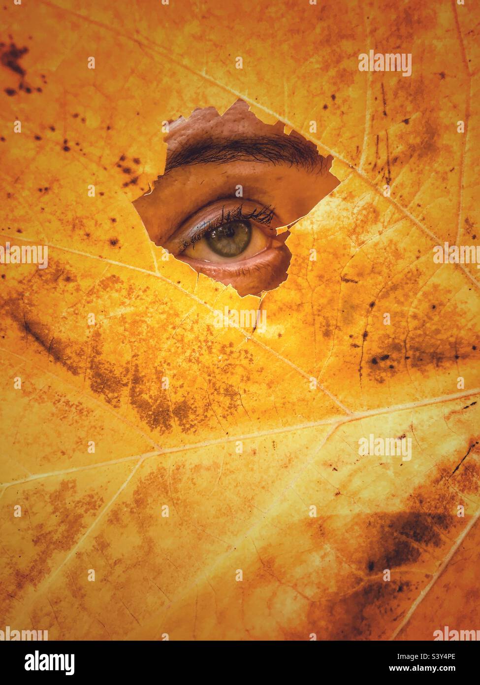 Human leaves hi-res stock photography and images - Alamy