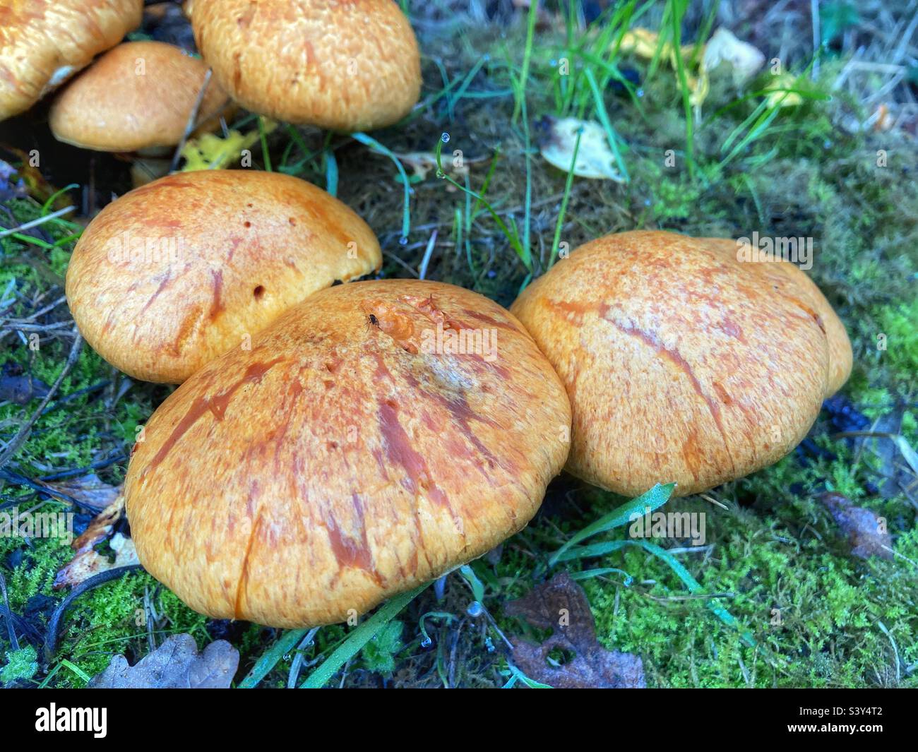 Spectacular Rustgill (Gymnopilus junonius) fungi growing in a field in ...