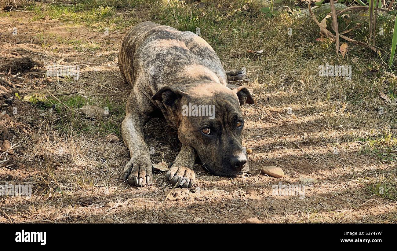 Pitbull Hyena Mix
