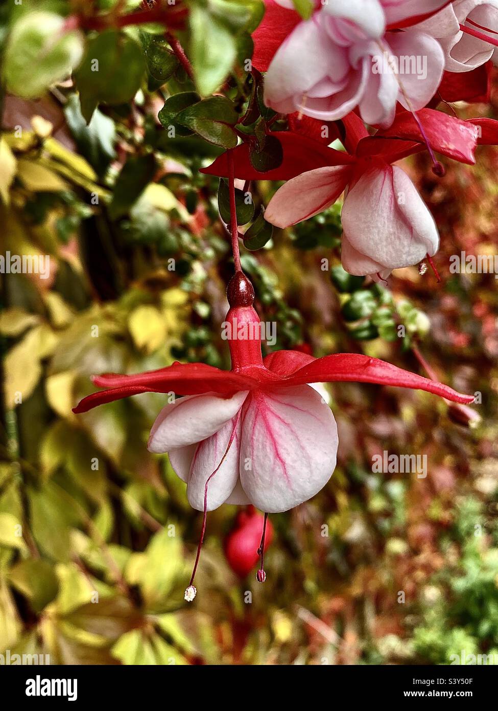 Red & white flower Stock Photo - Alamy