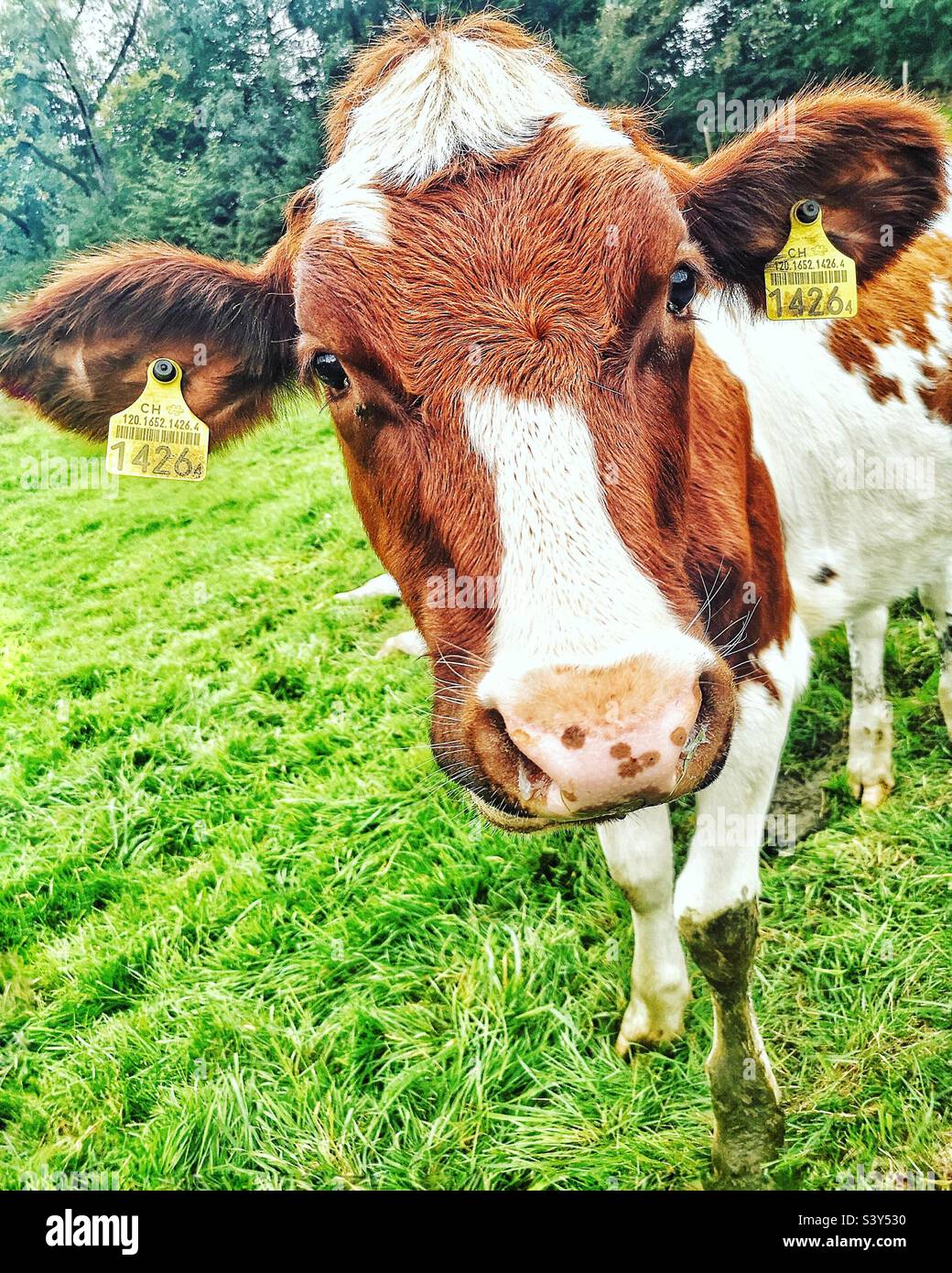 Friendly Swiss cow Stock Photo - Alamy