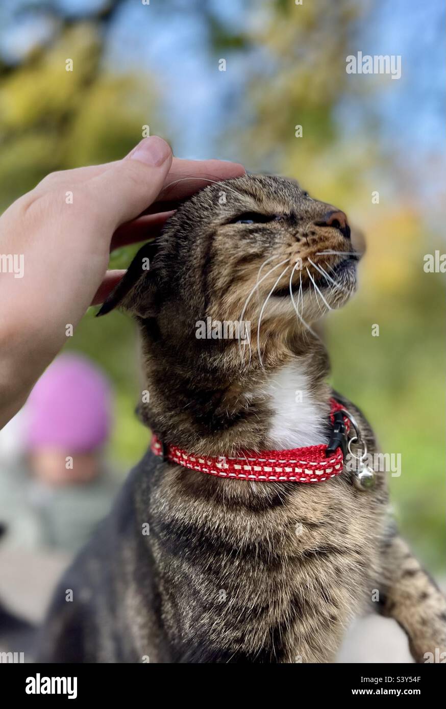 Happy pet feline hi-res stock photography and images - Alamy