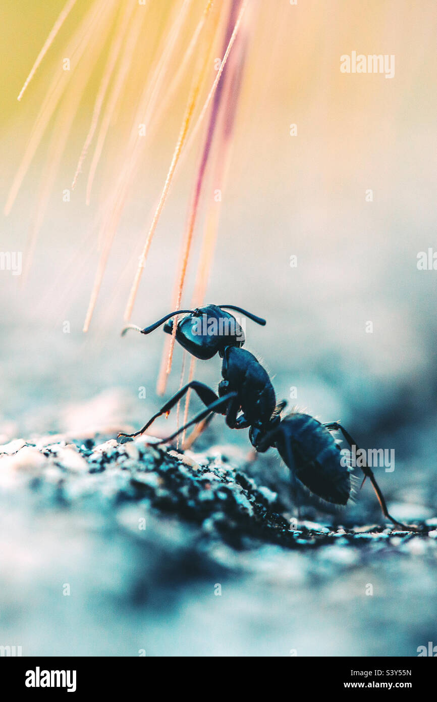 Macro Photography - Ant Stock Photo - Alamy