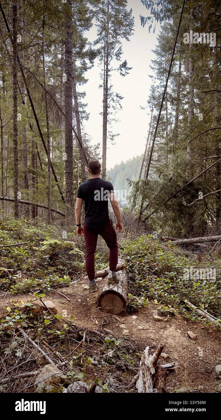 Life trees hi-res stock photography and images - Alamy