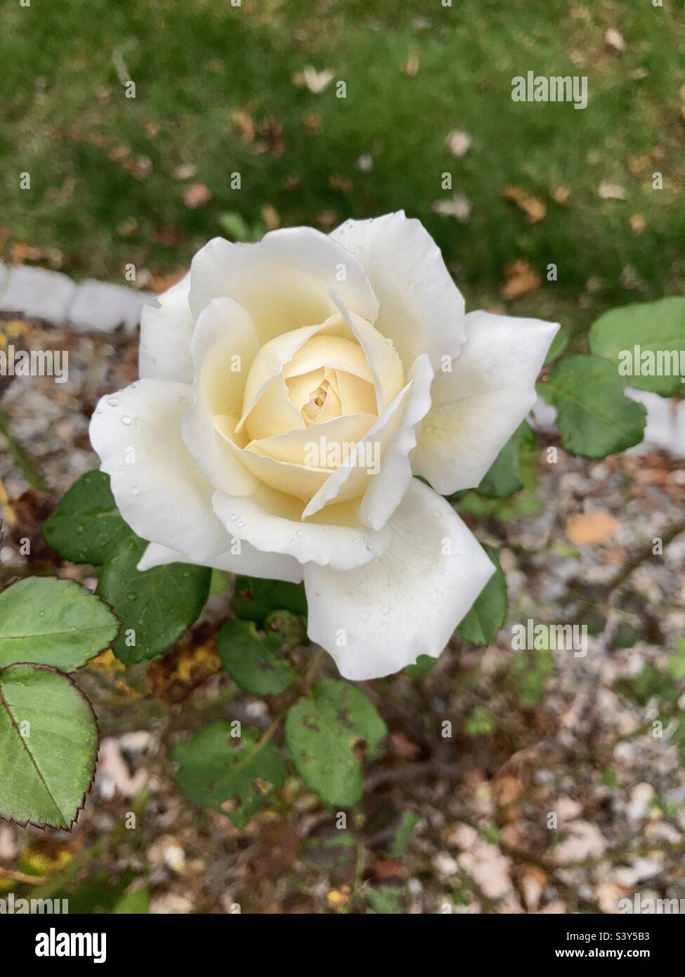 White rose with raindrops hi-res stock photography and images - Alamy