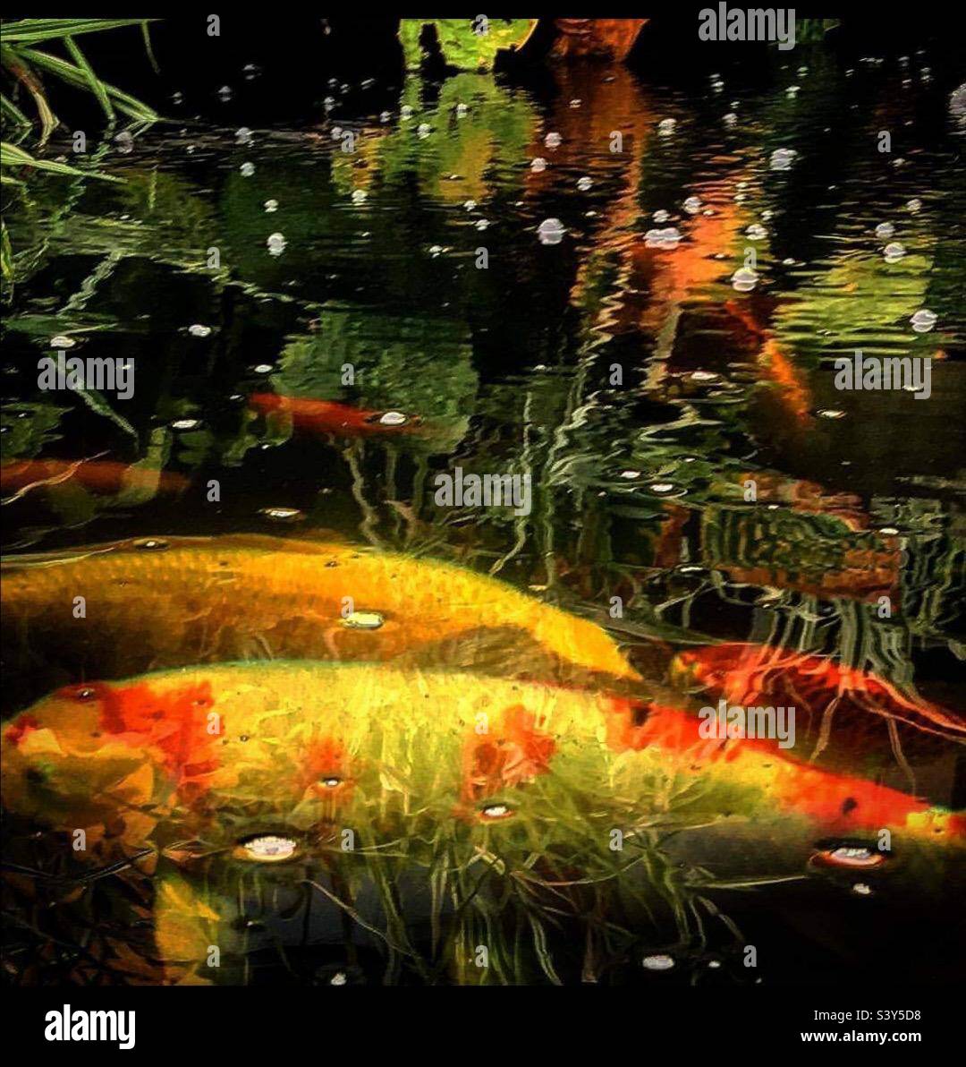 Japanese Koi Pond Wallpaper