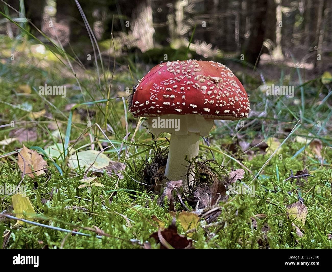 Closeup of asingle fly amanita in the grass at the edge of a forest in ...
