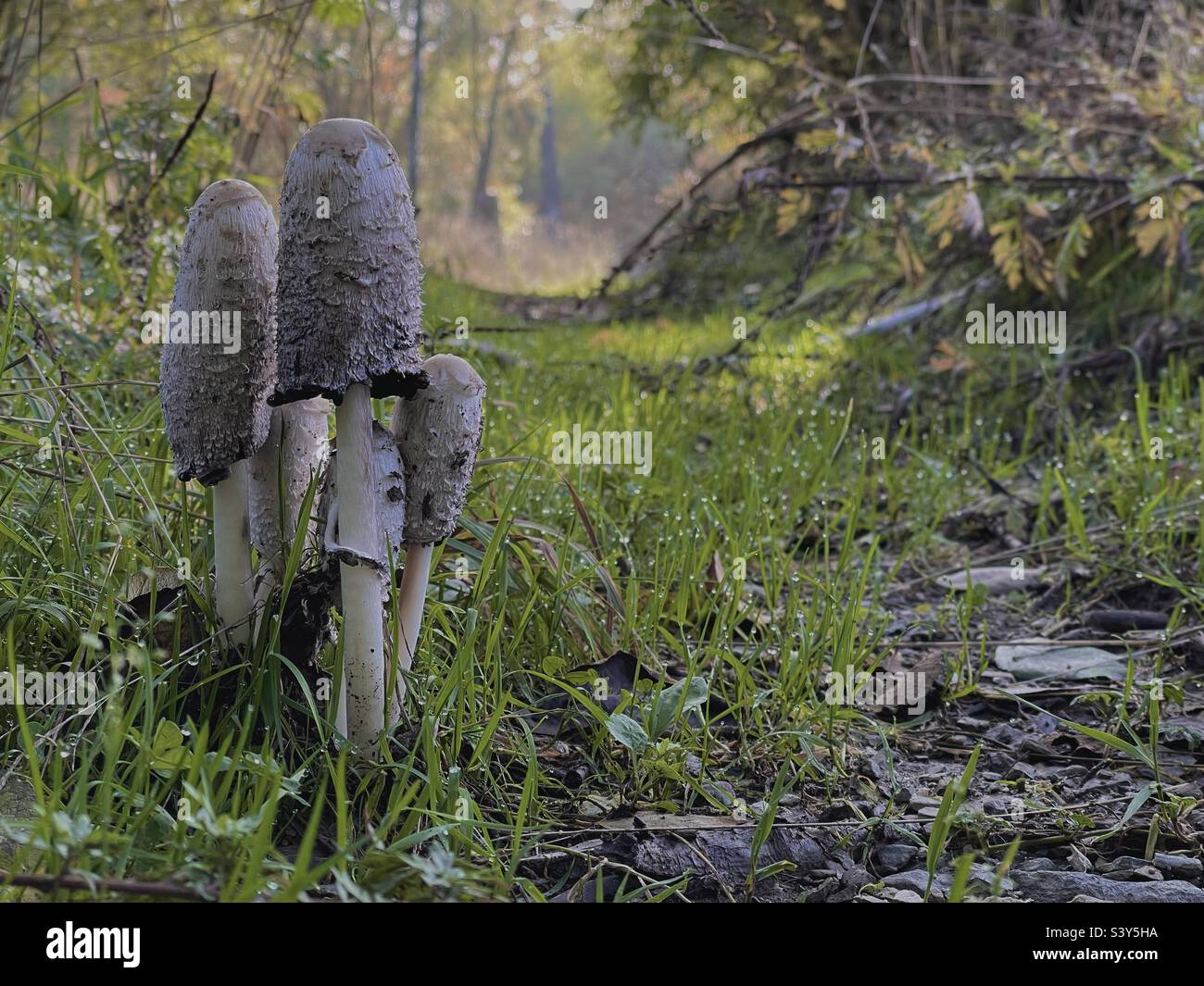 A group of shaggy mane mushrooms on a path in the forest in fall Stock ...