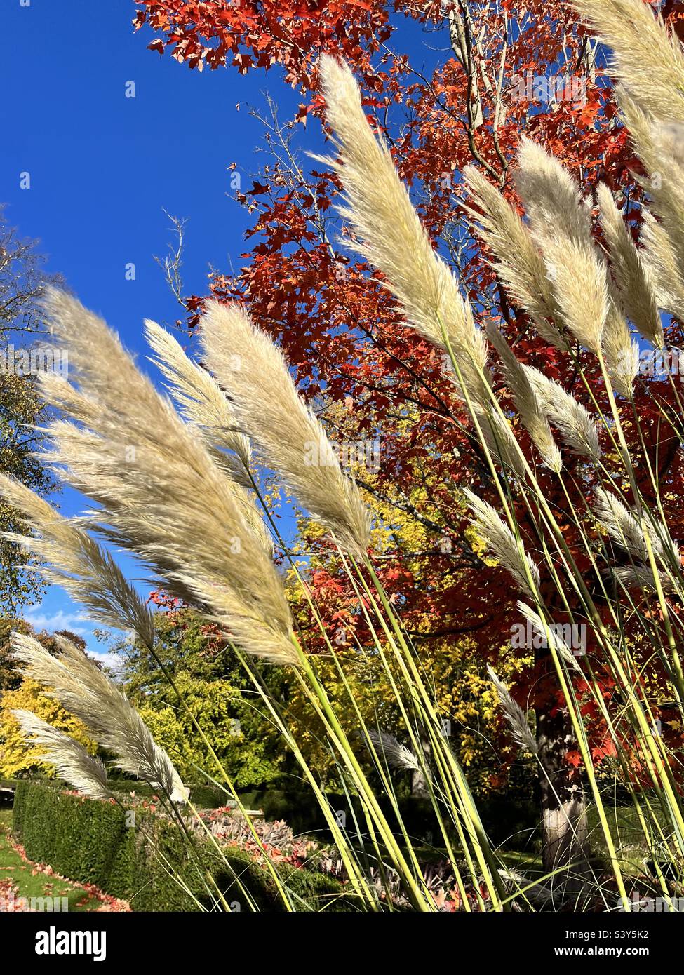 Large pampas grass hi-res stock photography and images - Alamy