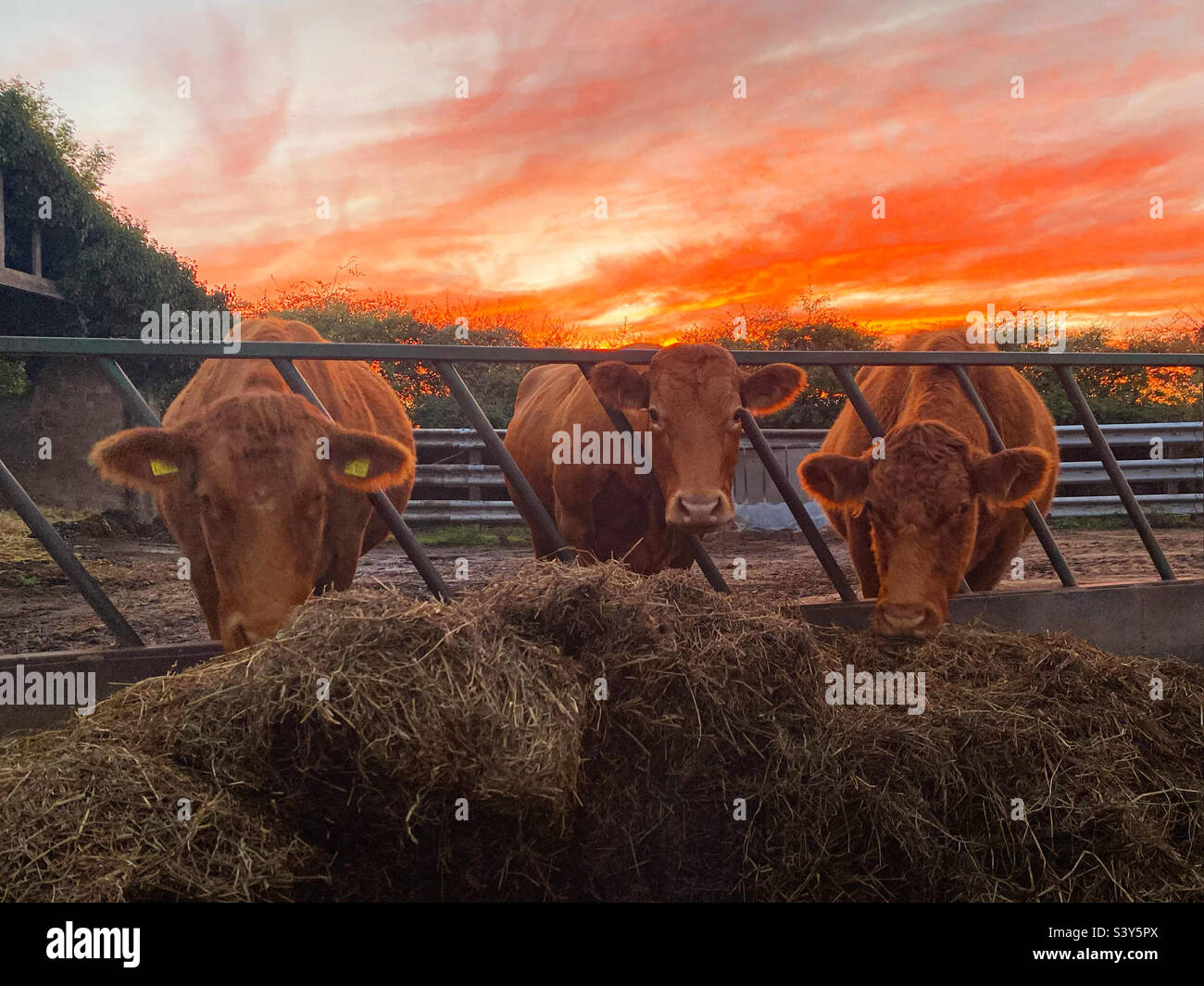 Essex farm fire hi-res stock photography and images - Alamy