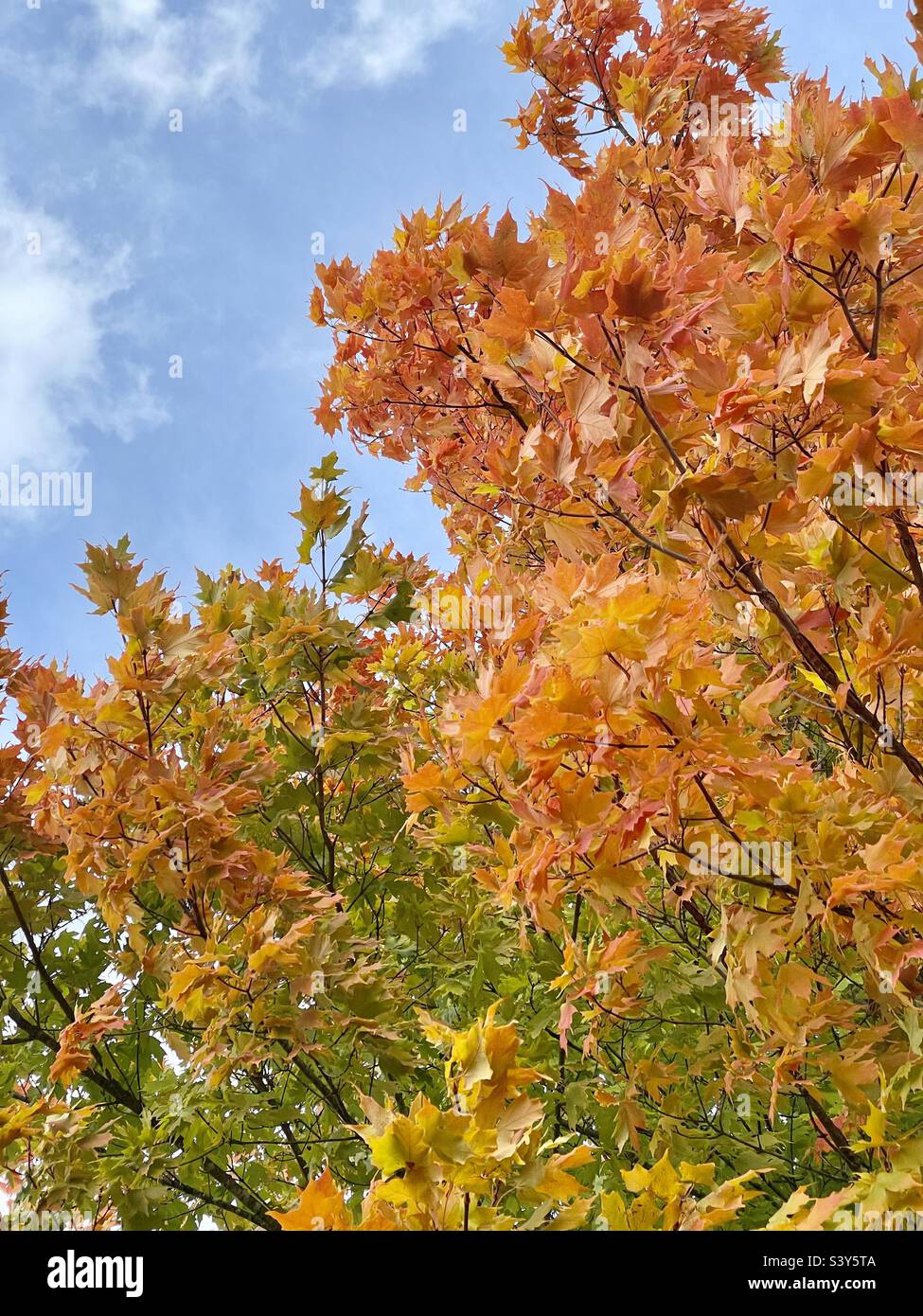 Sugar maple leaves hi-res stock photography and images - Alamy