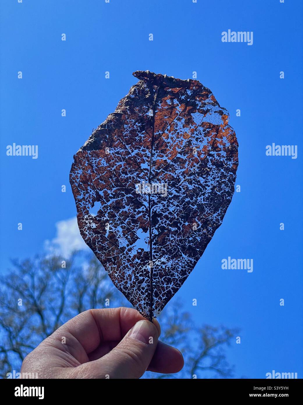 Skeletal leaves hi-res stock photography and images - Alamy