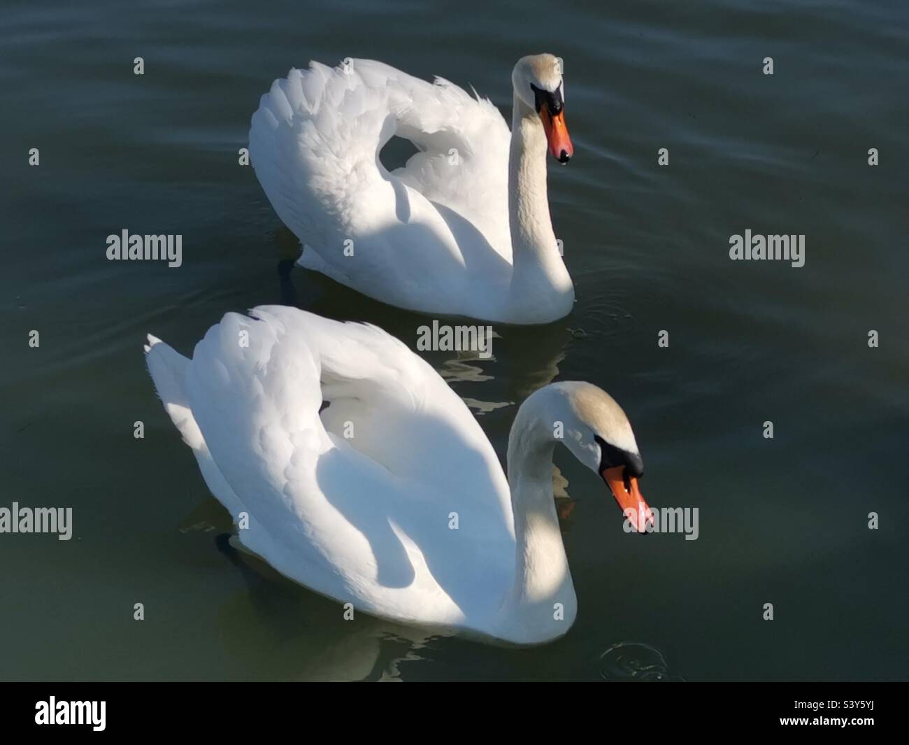 Swan dance hi-res stock photography and images - Alamy