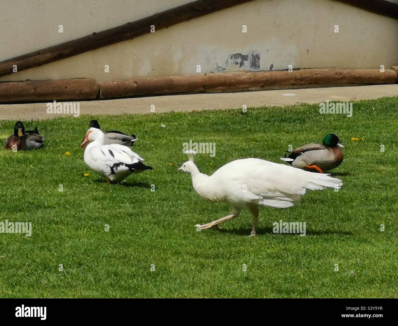 Dance animals hi-res stock photography and images - Alamy