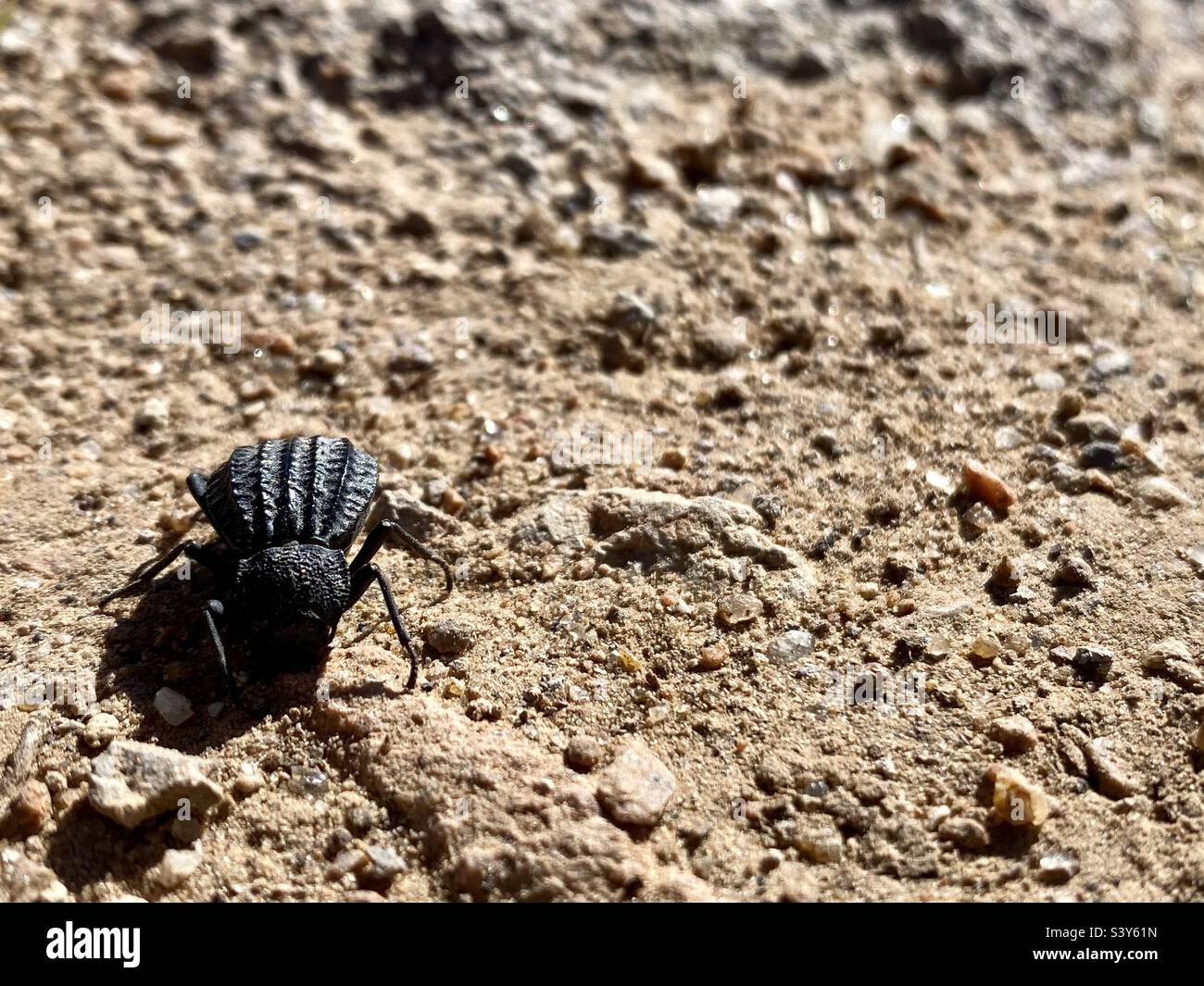 Beetle desert hi-res stock photography and images - Alamy