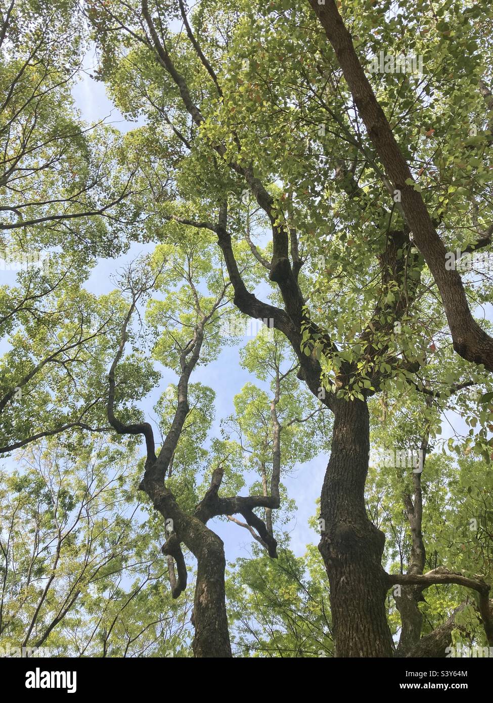 Calming greens hi-res stock photography and images - Alamy