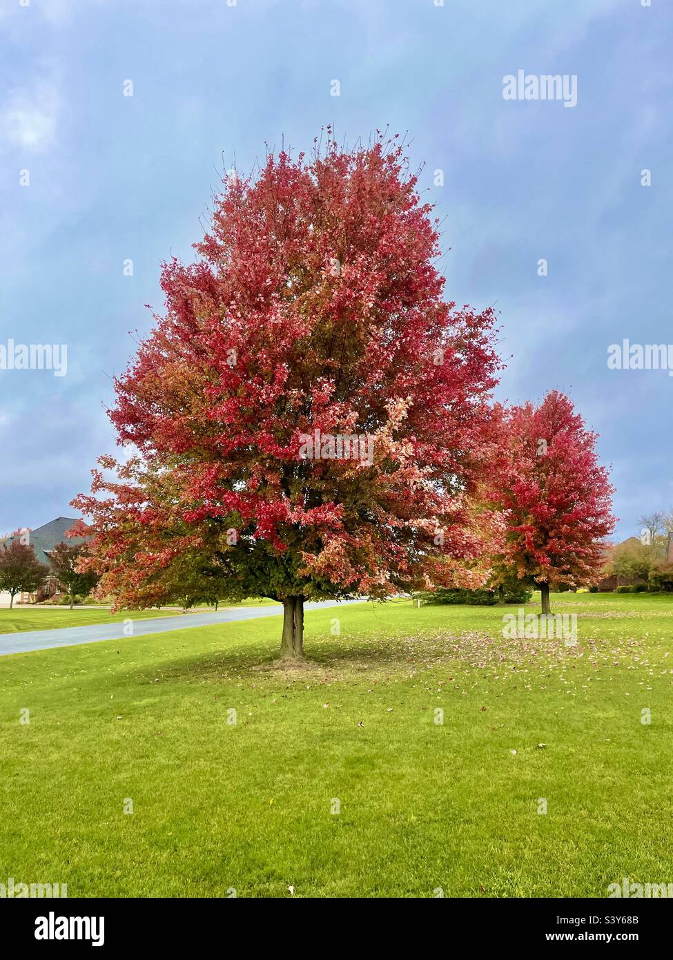 Red maples hi-res stock photography and images - Alamy