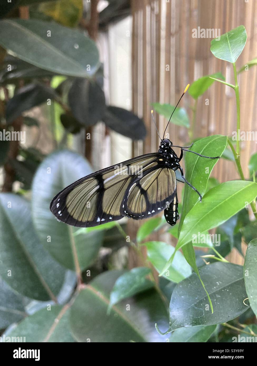 Giant glasswing butterfly hi-res stock photography and images - Alamy