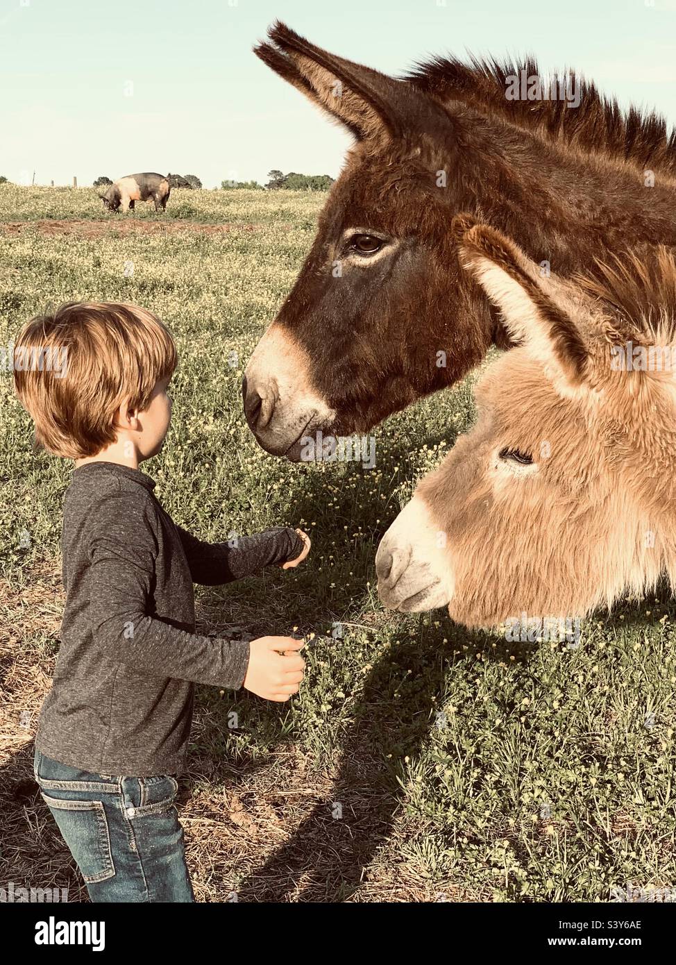 Donkeys life hi-res stock photography and images - Alamy