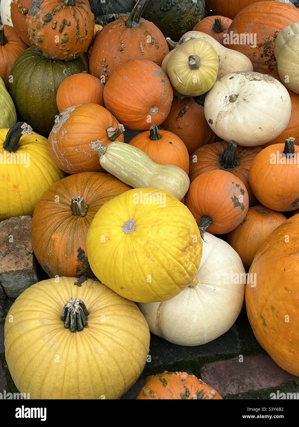 Pumpkin smartphone stock photos and images - Alamy