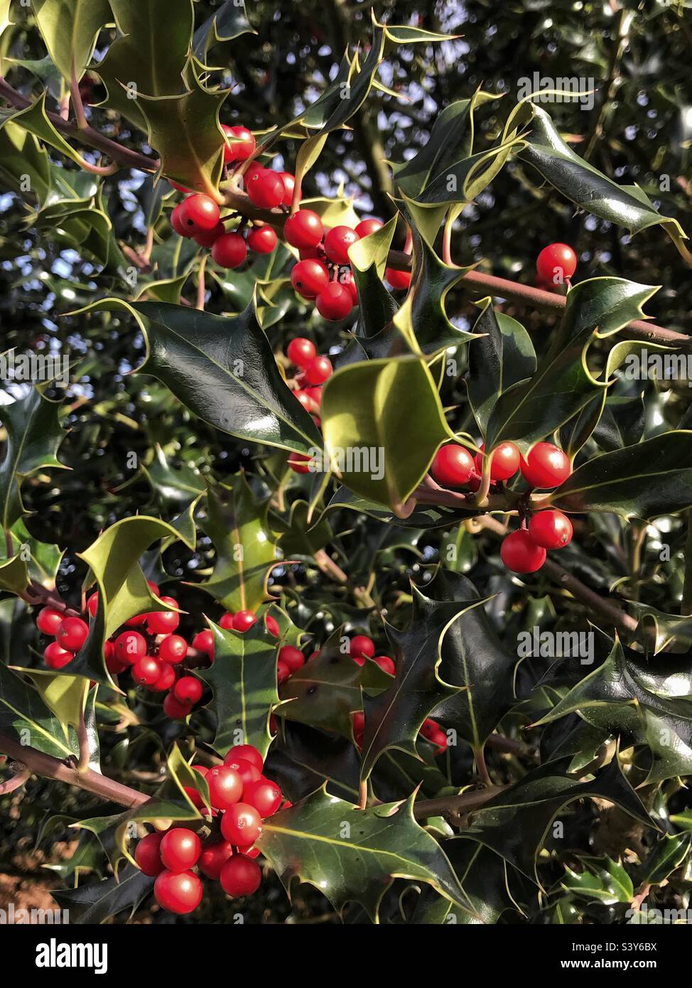 Holly tree with autumn red berry’s Stock Photo - Alamy