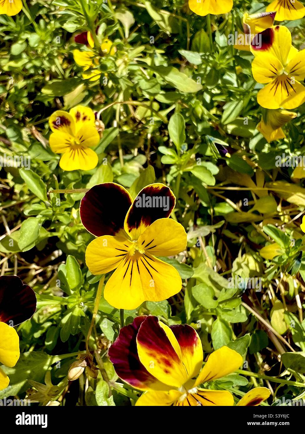 Red yellow pansies hi-res stock photography and images - Alamy