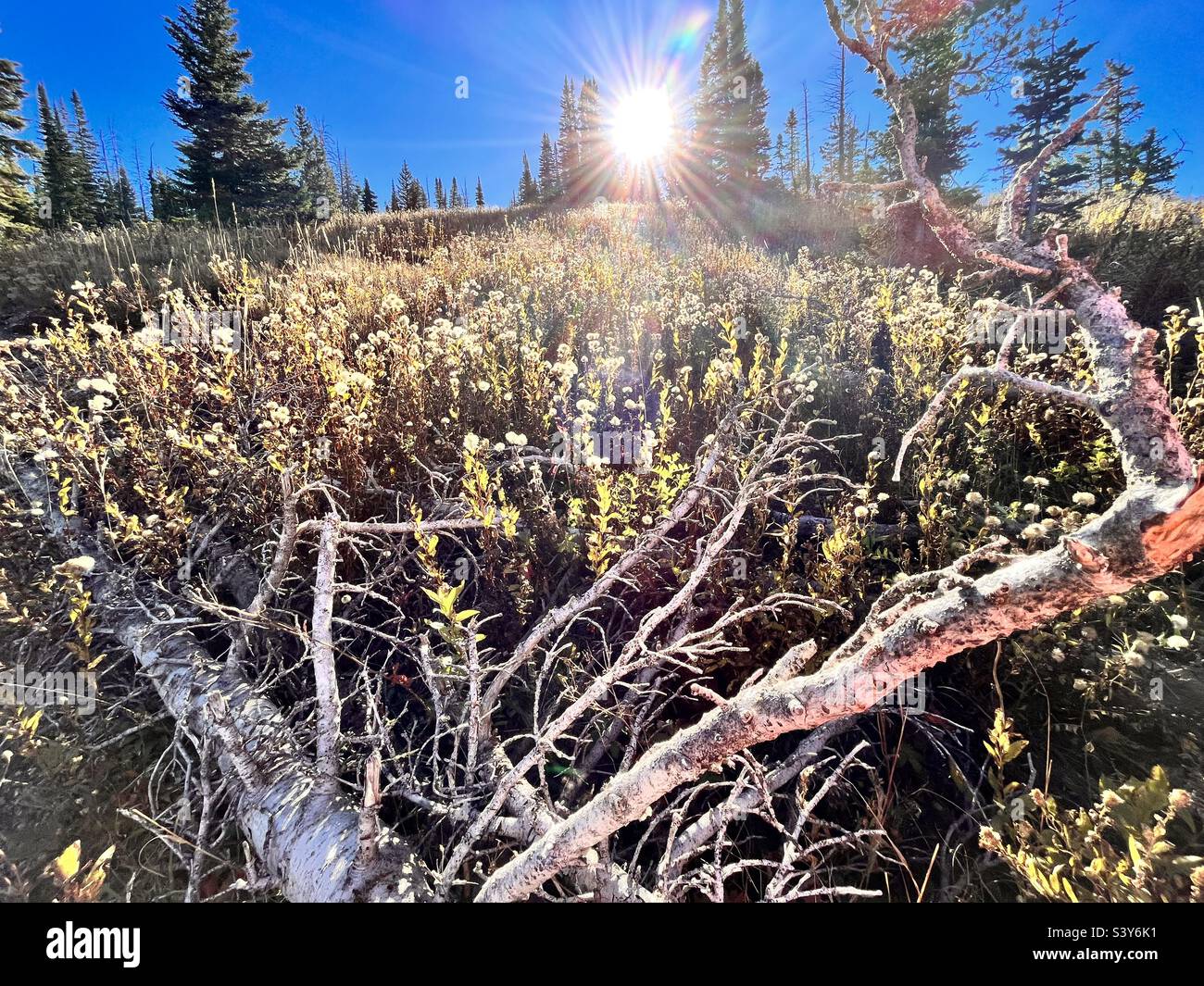 The burning bush Stock Photo - Alamy