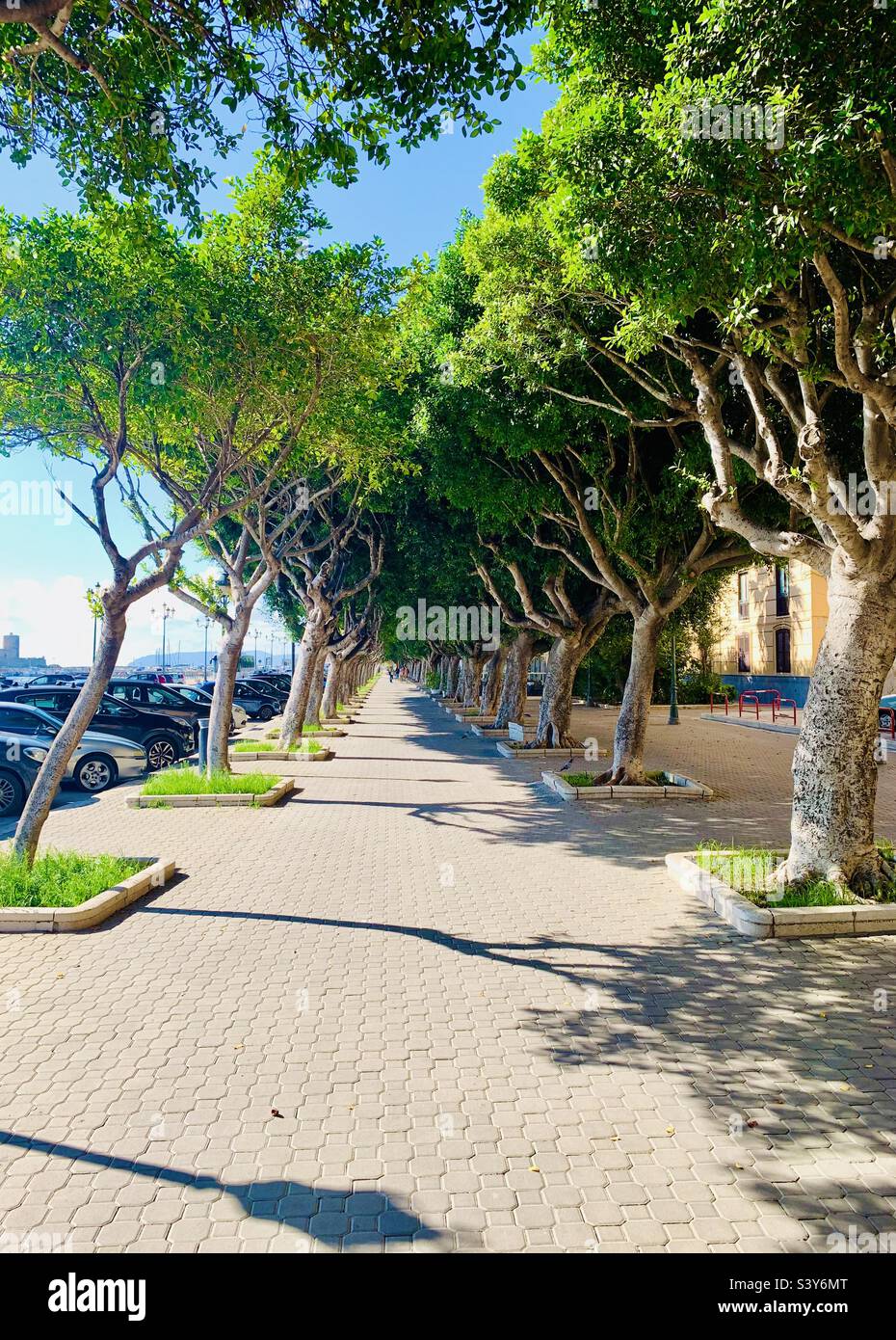 Tree lined pavement in Trapani, Sicily, Italy Stock Photo - Alamy
