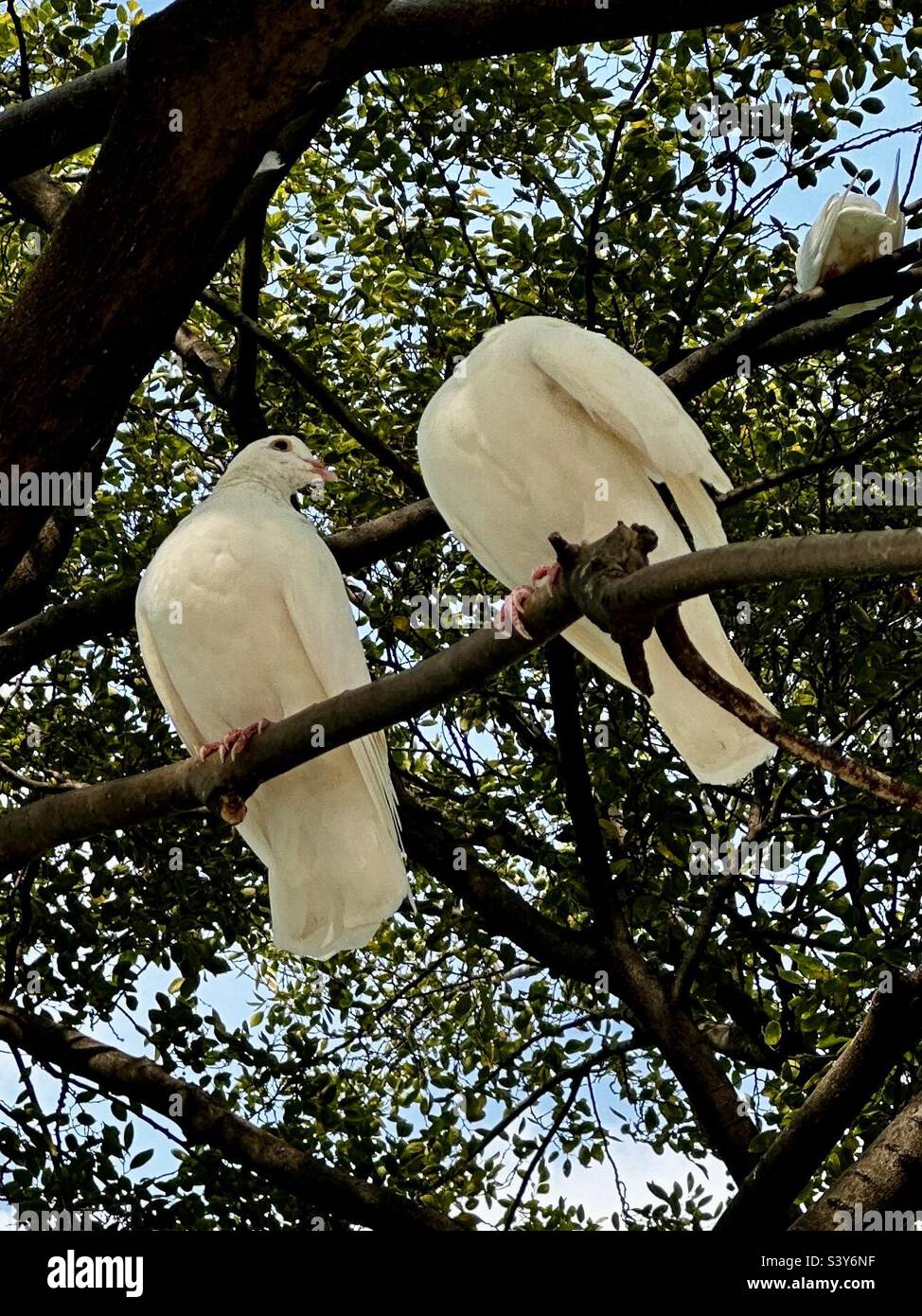 Doves love hi-res stock photography and images - Alamy
