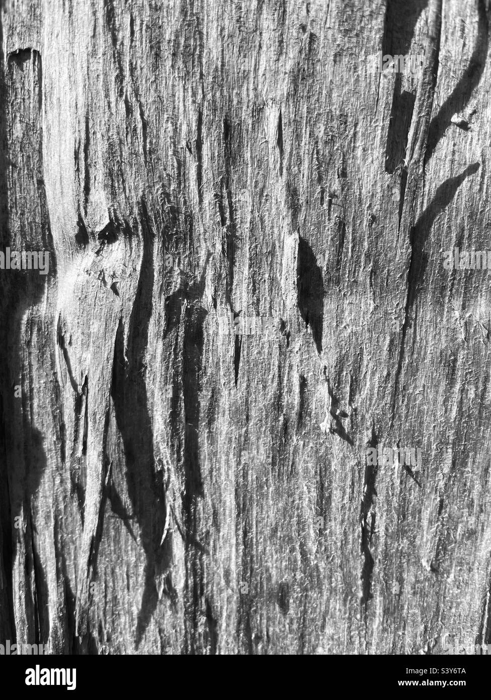 Tree Bark in mono Stock Photo - Alamy