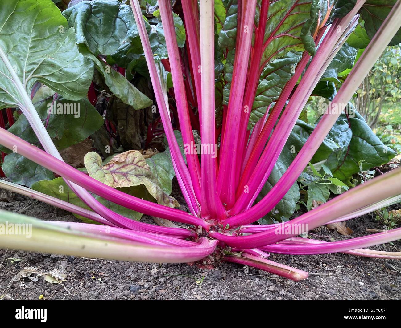 Vegetable garden swiss chard hi-res stock photography and images - Alamy