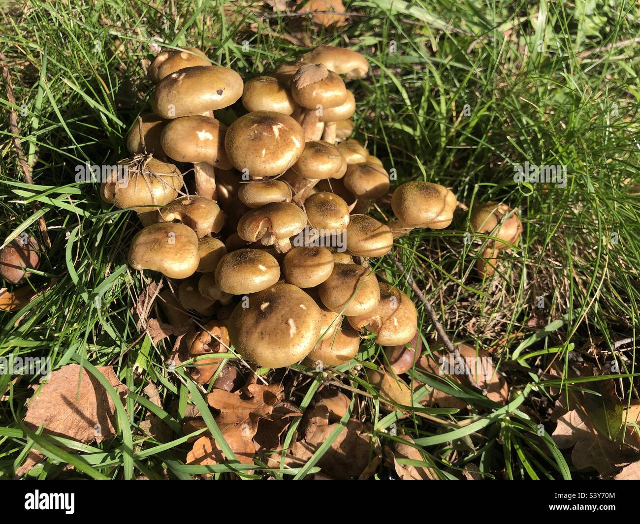 Cluster of fungi hi-res stock photography and images - Alamy