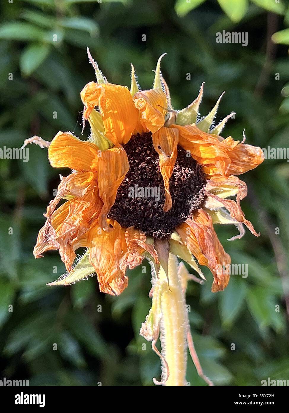 Old sunflower hi-res stock photography and images - Alamy