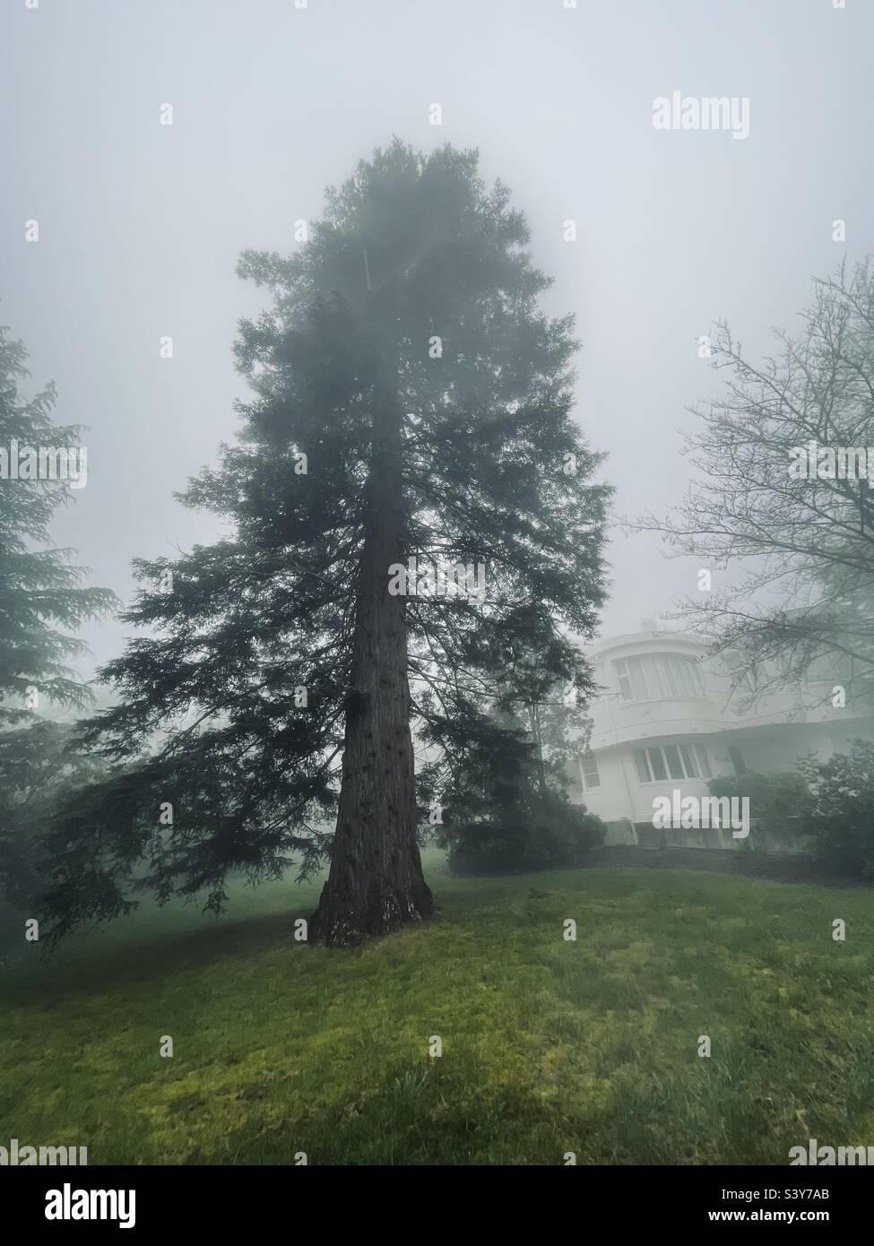 Spooky pine tree hi-res stock photography and images - Alamy