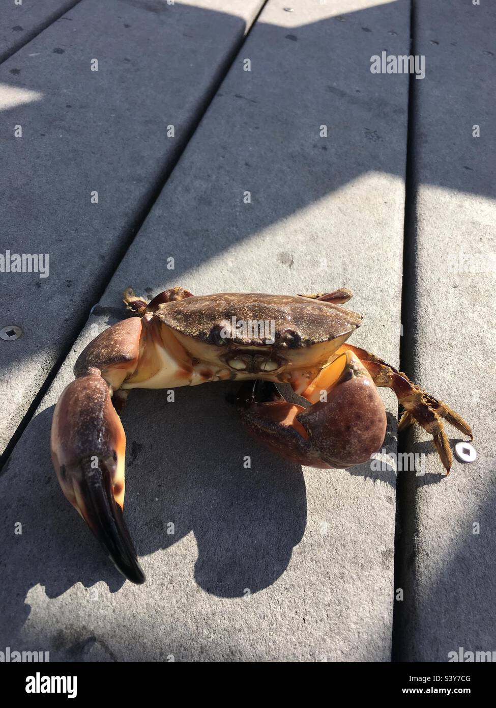 1 crab hi-res stock photography and images - Alamy