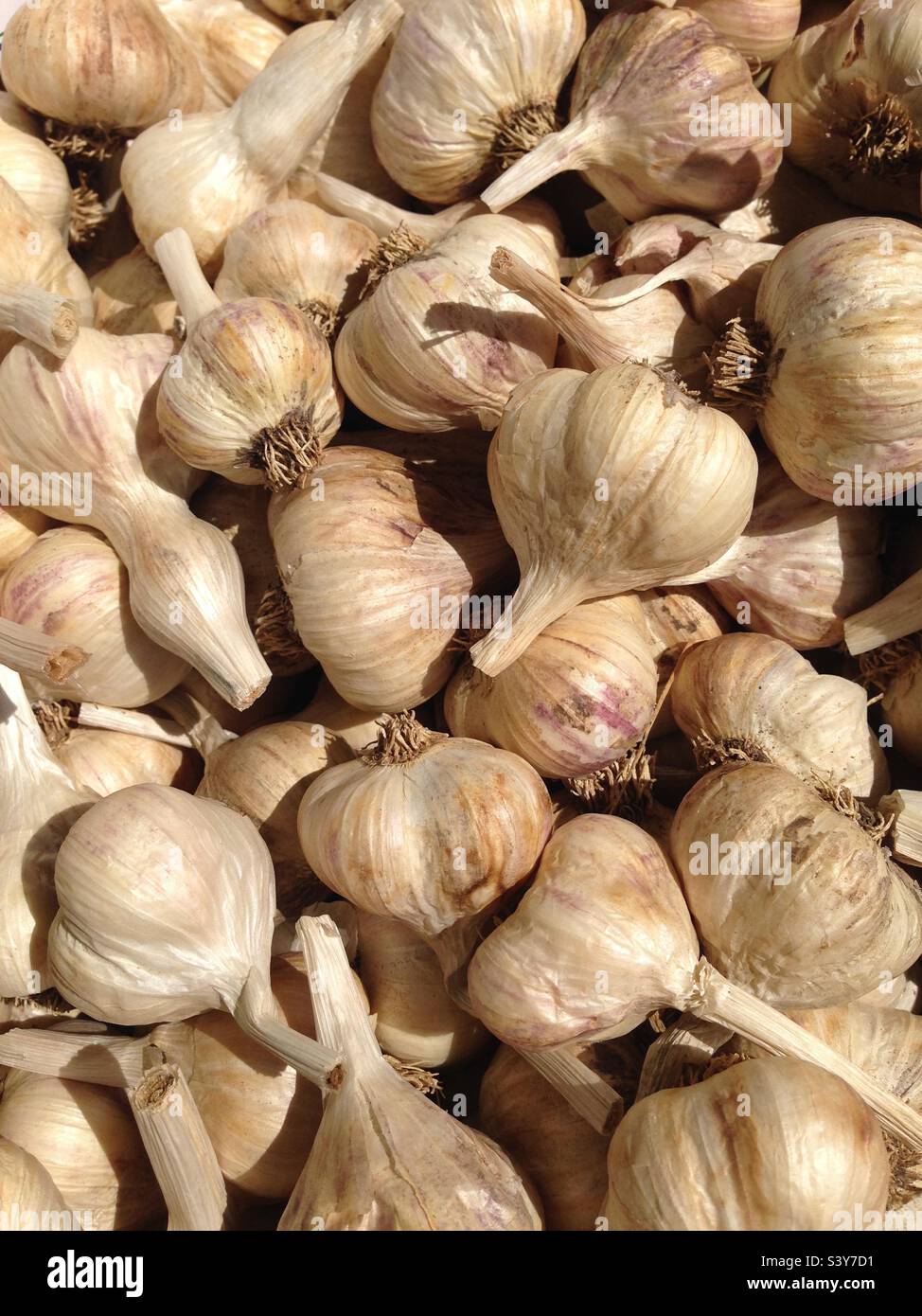 Huge amount of garlic bulbs Stock Photo - Alamy