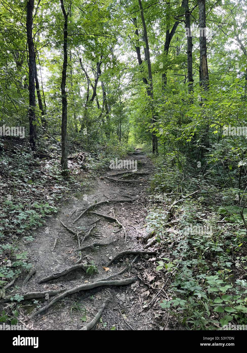 Root trail hi-res stock photography and images - Alamy