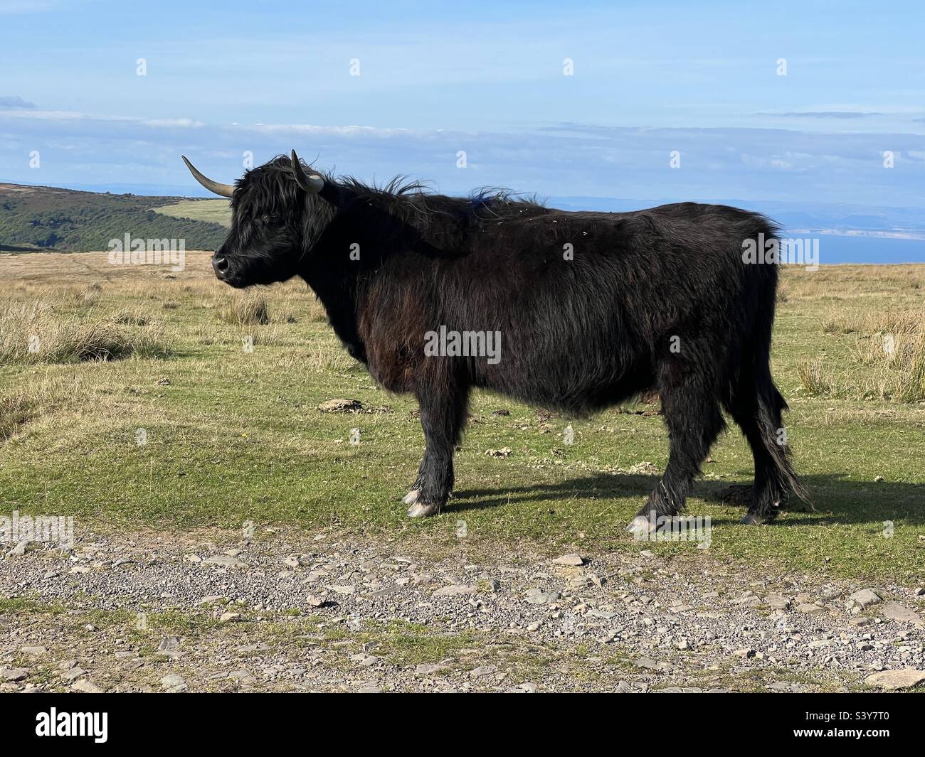 Black highland cattle hi-res stock photography and images - Alamy