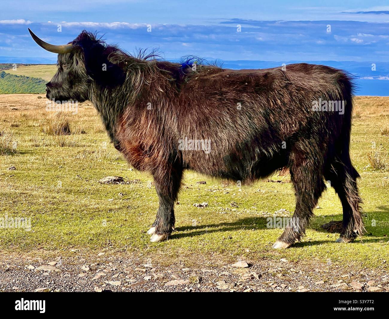 Black highland cattle hi-res stock photography and images - Alamy