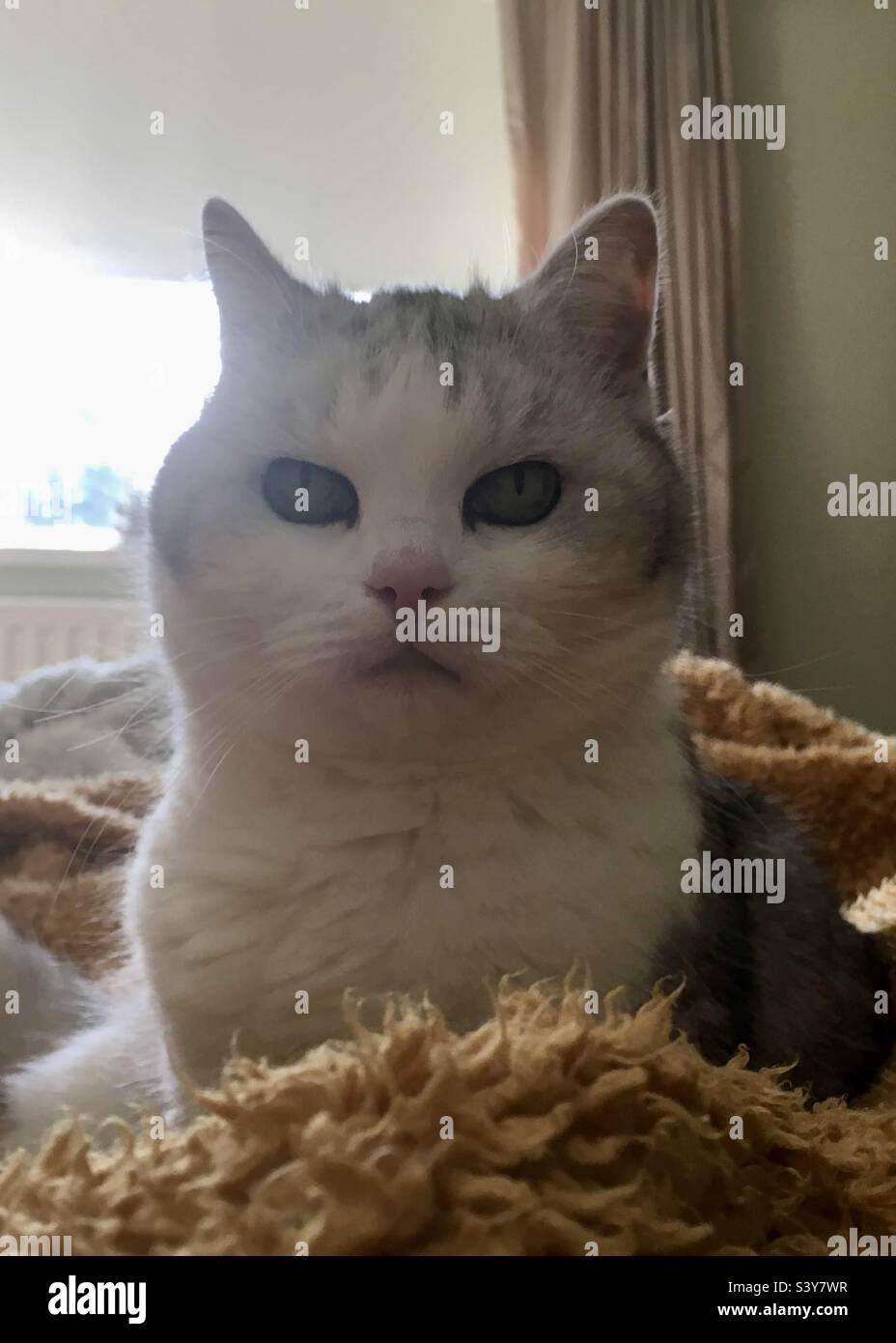 Staring cat hi-res stock photography and images - Alamy