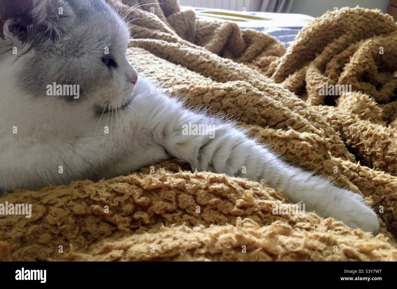 Lounging cat hi-res stock photography and images - Alamy