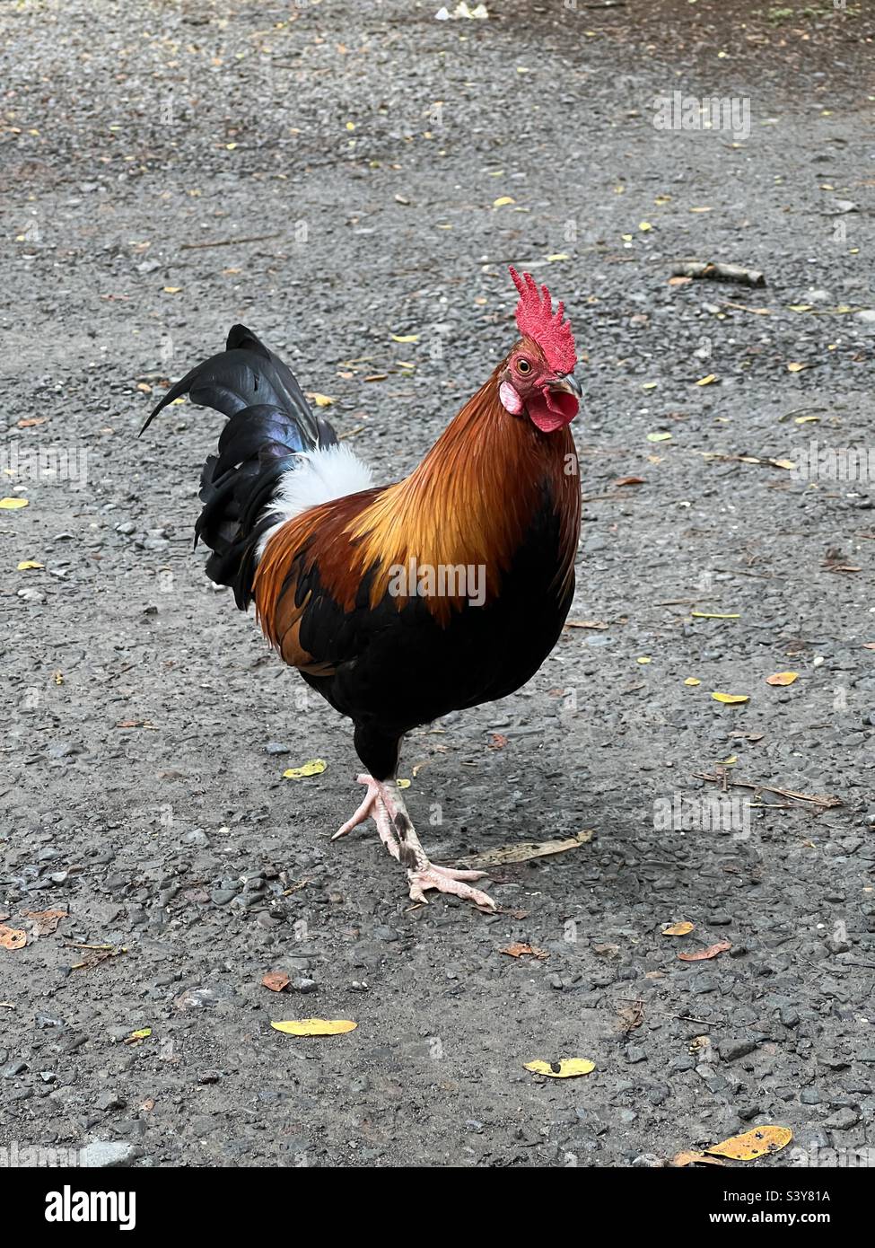 Hawaiian nature hi-res stock photography and images - Alamy