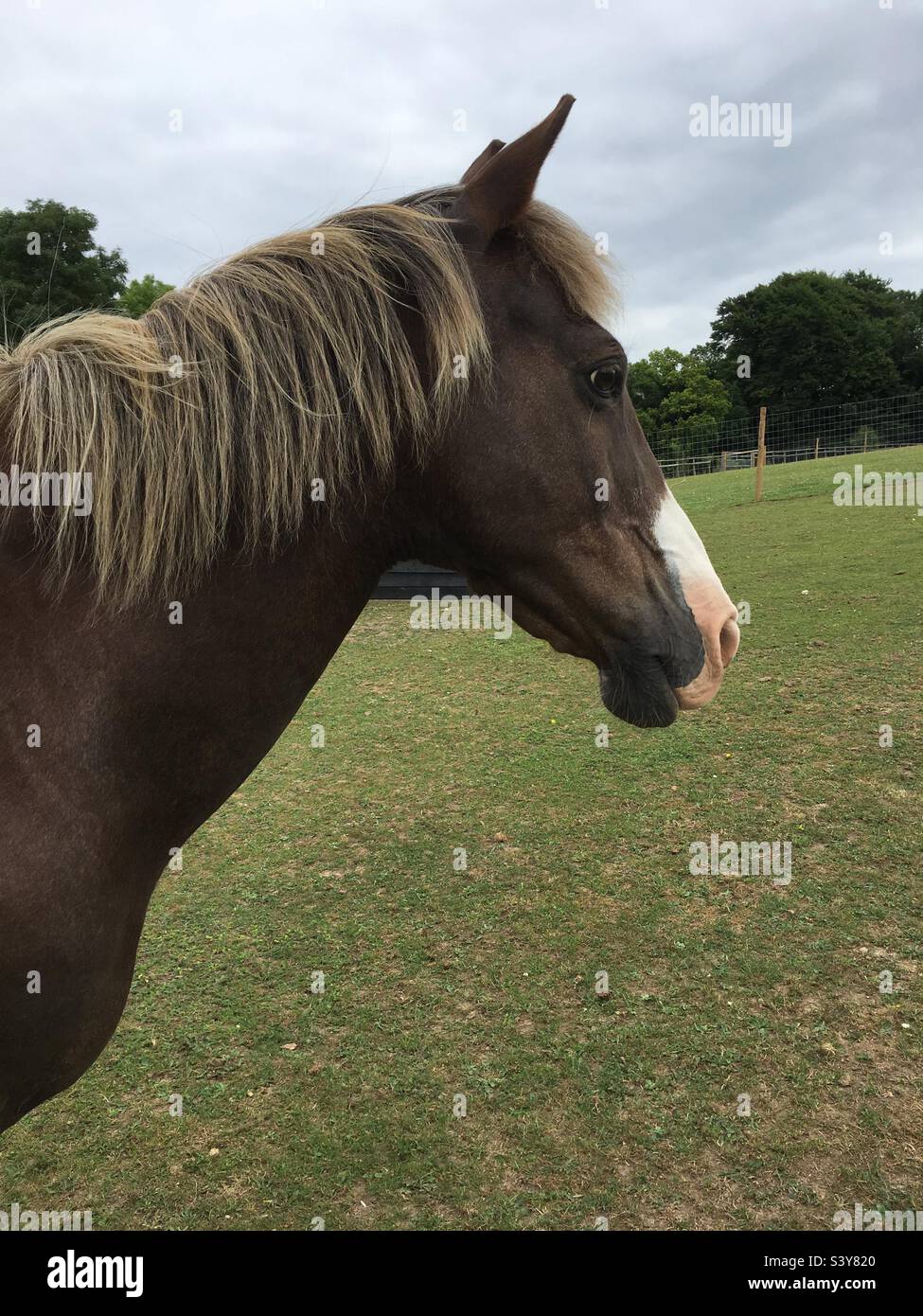 Horse looking distance hi-res stock photography and images - Alamy