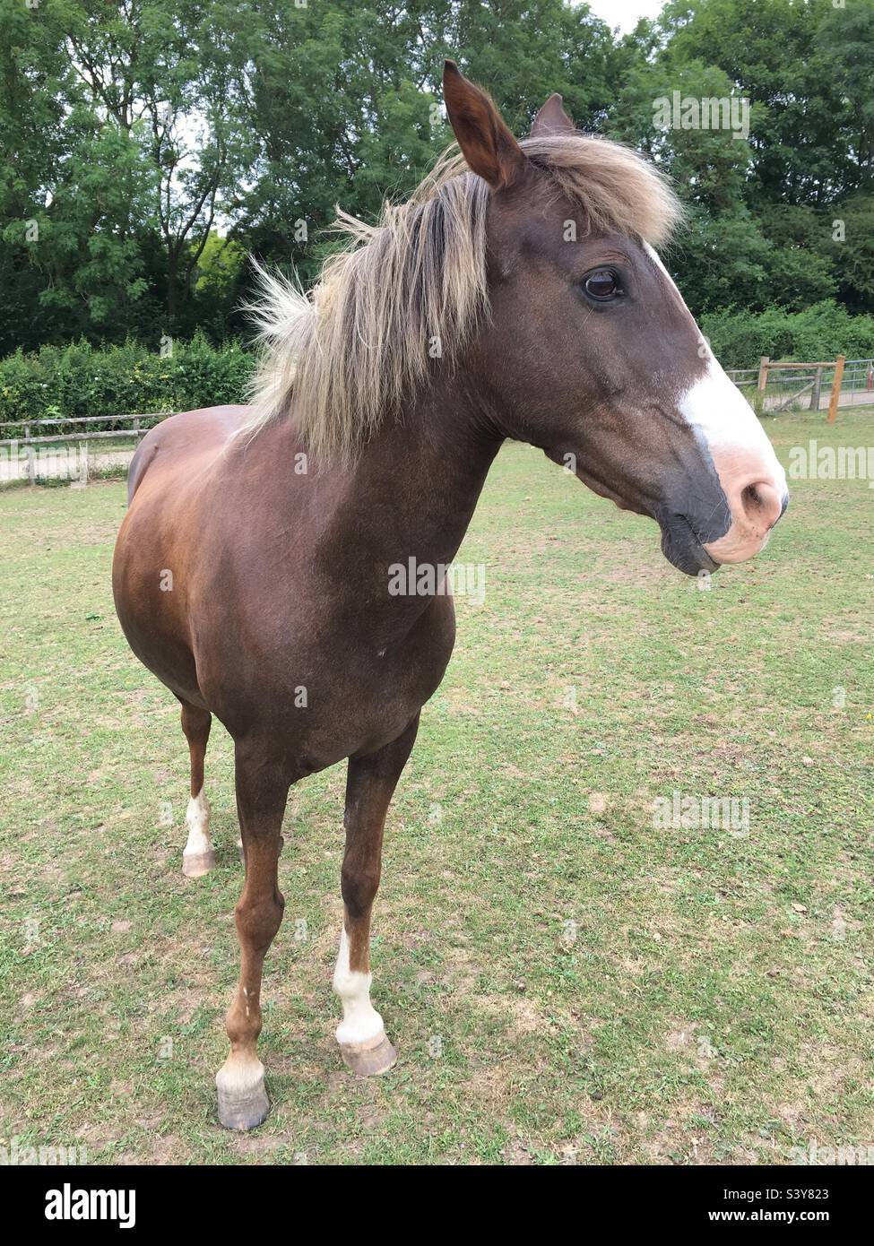 Posing pony hi-res stock photography and images - Alamy