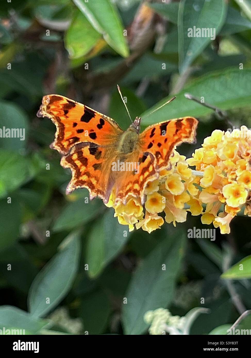 comma butterfly on a yellow buddleia bush in England in summer Stock ...