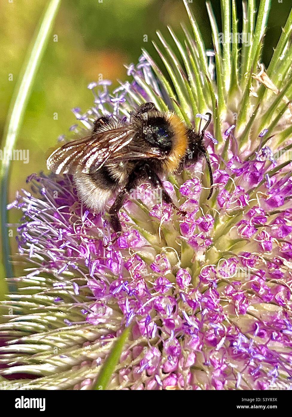 Bumblebee sting hi-res stock photography and images - Alamy