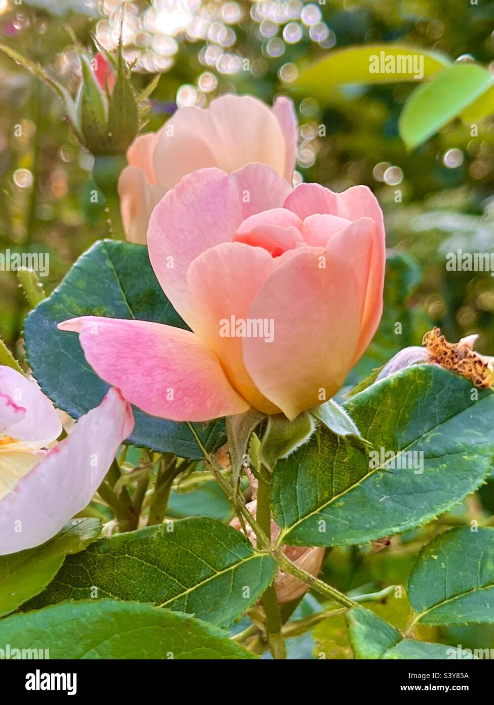 Pinky sun hi-res stock photography and images - Alamy